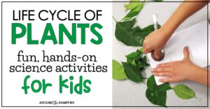 Plant Life Cycle Activities-Fun, Hands-on Science for Kids - Around the ...