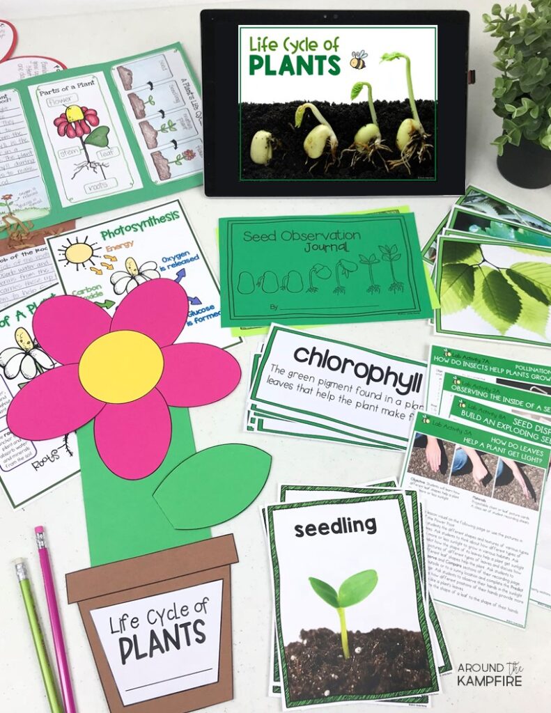 Plant Life Cycle Activities Fun Hands on Science For Kids Around The