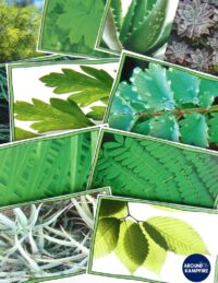 Plant Life Cycle Activities-Fun, Hands-on Science for Kids - Around the ...