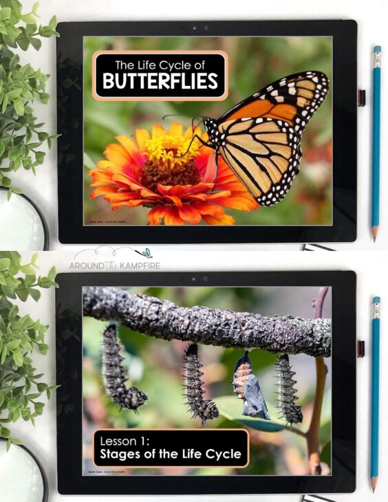 Butterfly Life Cycle Activities & Free Printables - Around the Kampfire