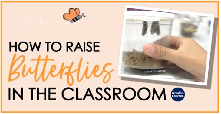 How To Raise Butterflies in the Classroom - Around the Kampfire