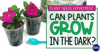 Virtual Field Trips: Teaching Plant Life Cycles in 2nd Grade - Around ...