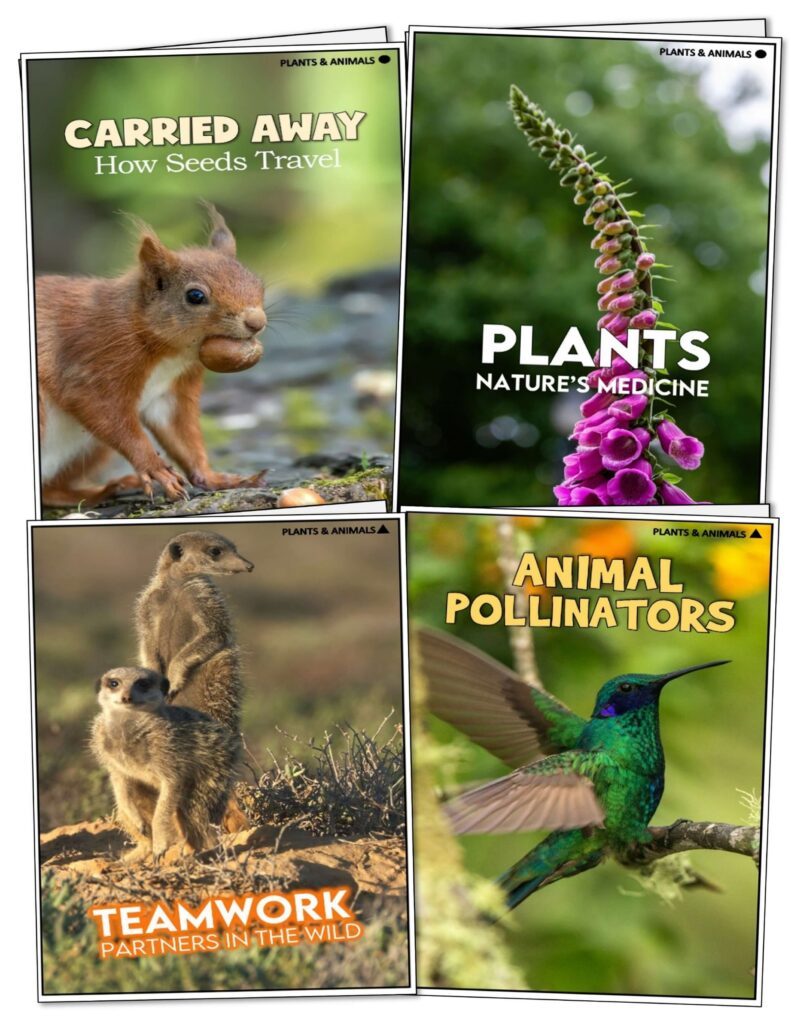 Pollination STEM Activity - Around the Kampfire