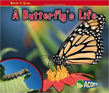 21 Butterfly Life Cycle Books For Kids - Around the Kampfire