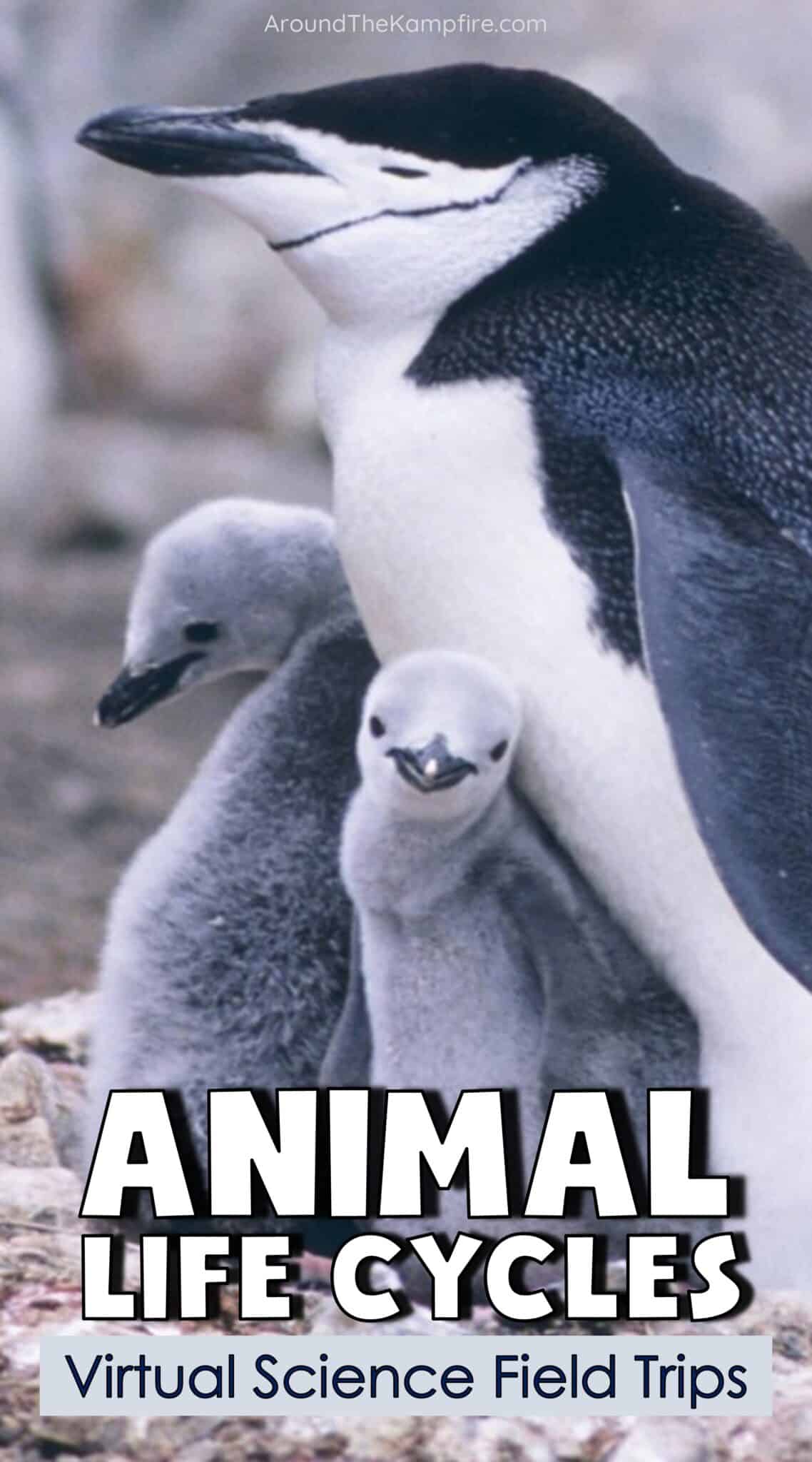 Animal Life Cycle Activities: 5 Virtual Field Trips for Kids - Around ...