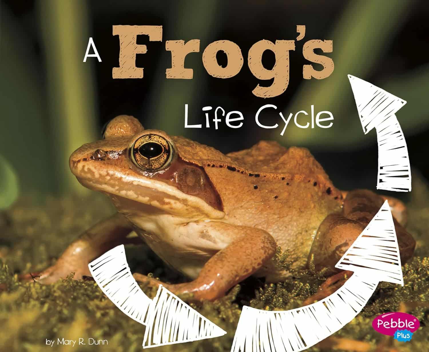 15 Books and Videos to Teach the Life Cycle of a Frog for Kids - Around ...