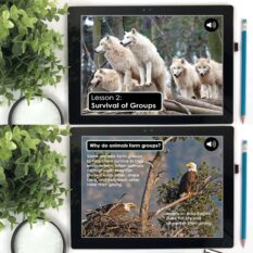 Environments and Survival Science Activities for 3rd Grade