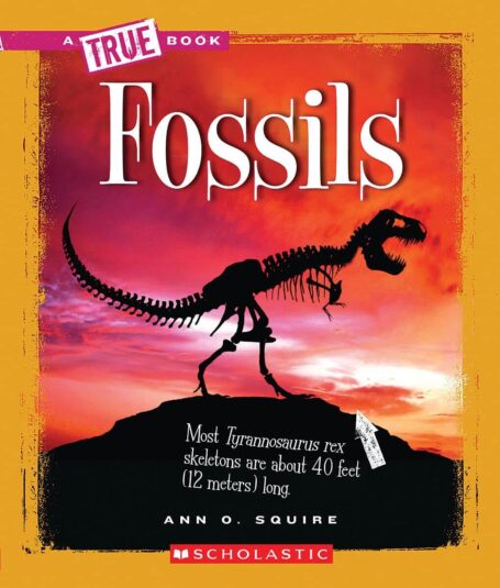 5 Fun Books & Videos On Fossil Evidence for Third Grade - Around the ...