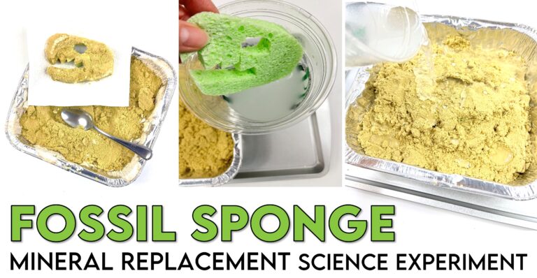 Easy Fossil Experiment for 3rd Grade - Around the Kampfire
