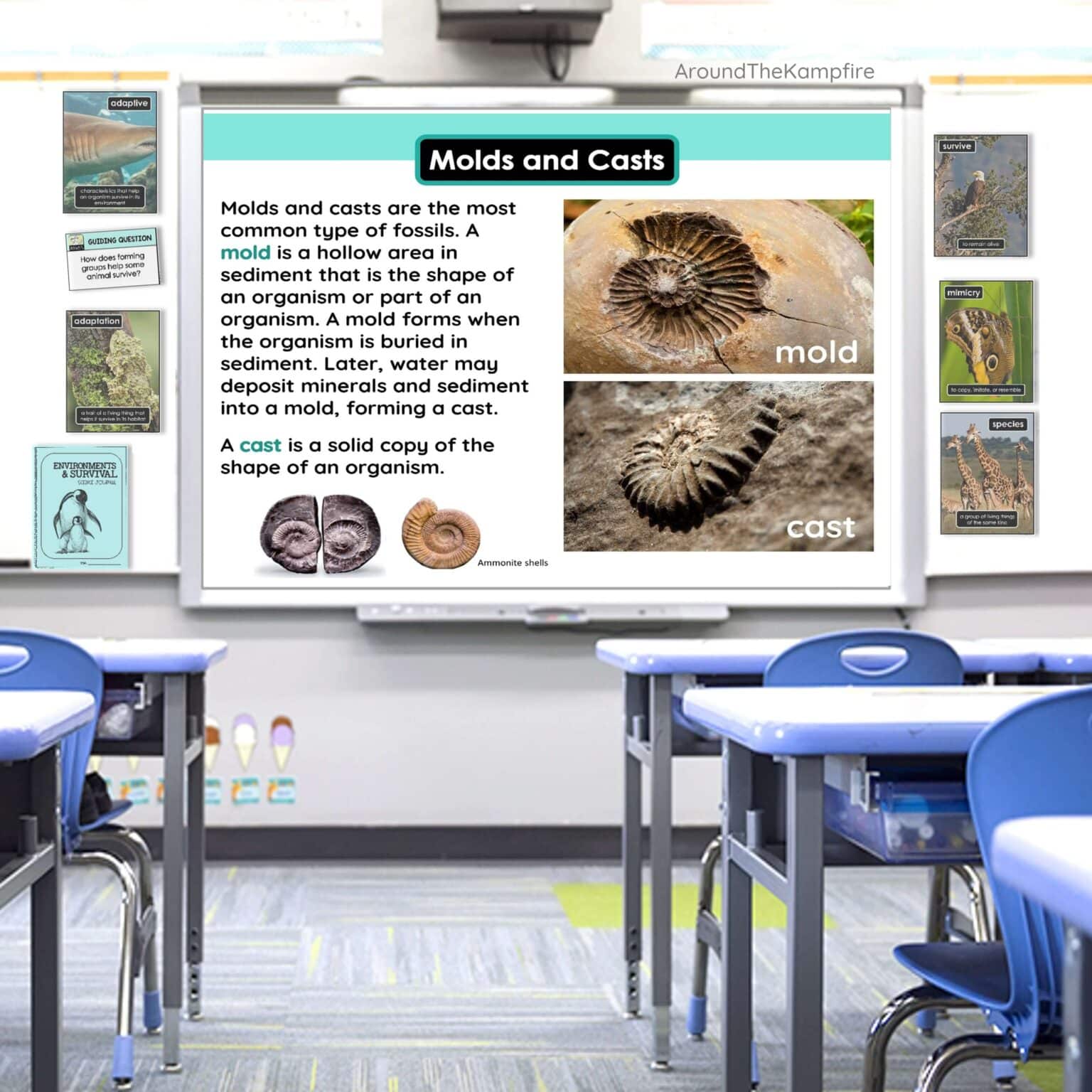 3rd Grade Fossil Record Activities & Fossil Evidence Lesson Plans ...