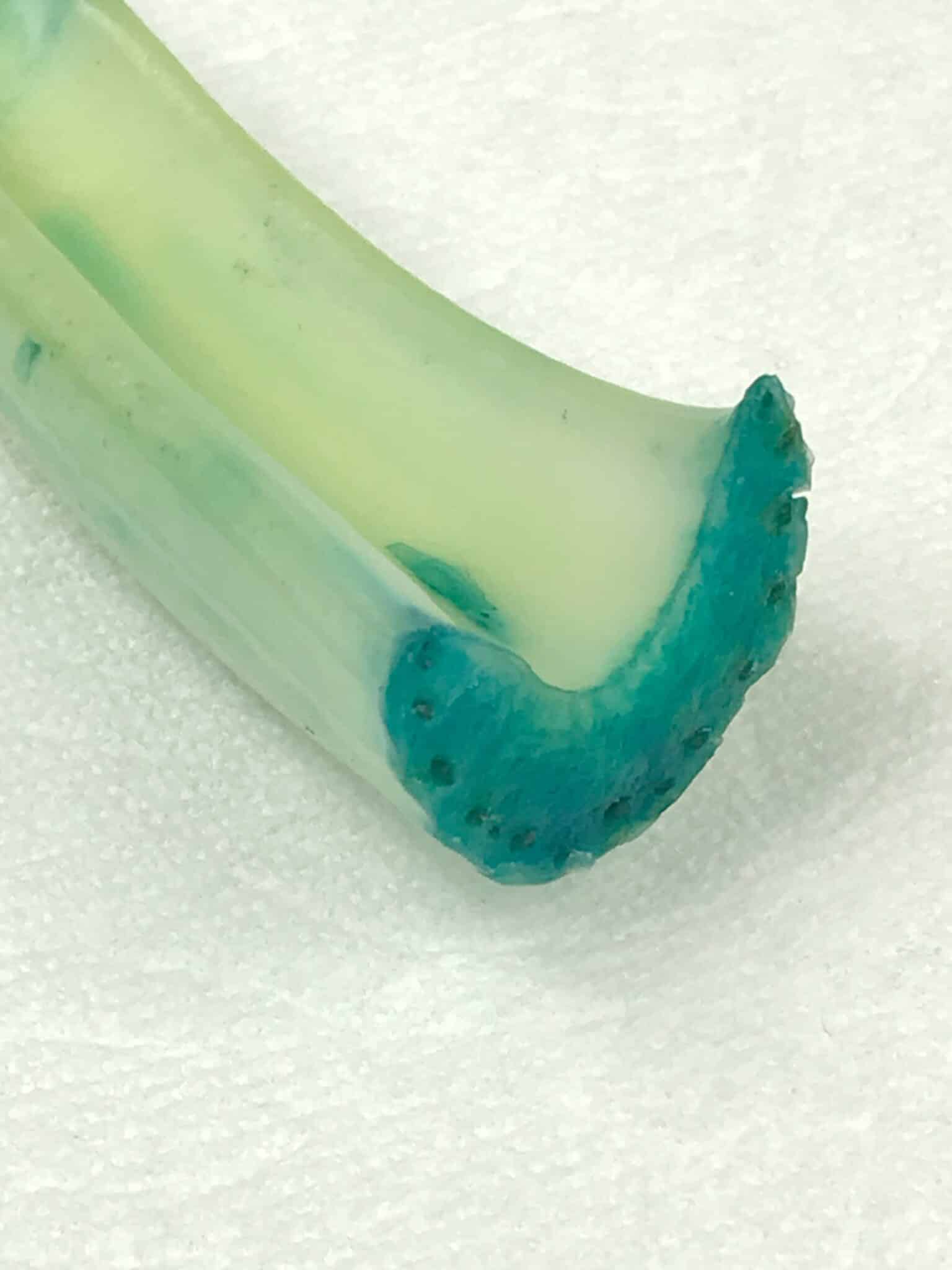 Easy Celery Experiment-How Does Water Move Through a Plant? - Around ...