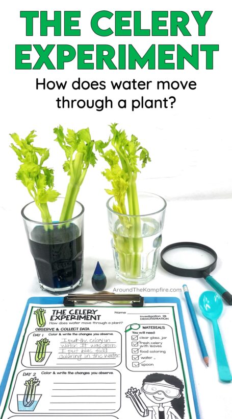 Easy Celery Experiment-How Does Water Move Through a Plant? - Around ...